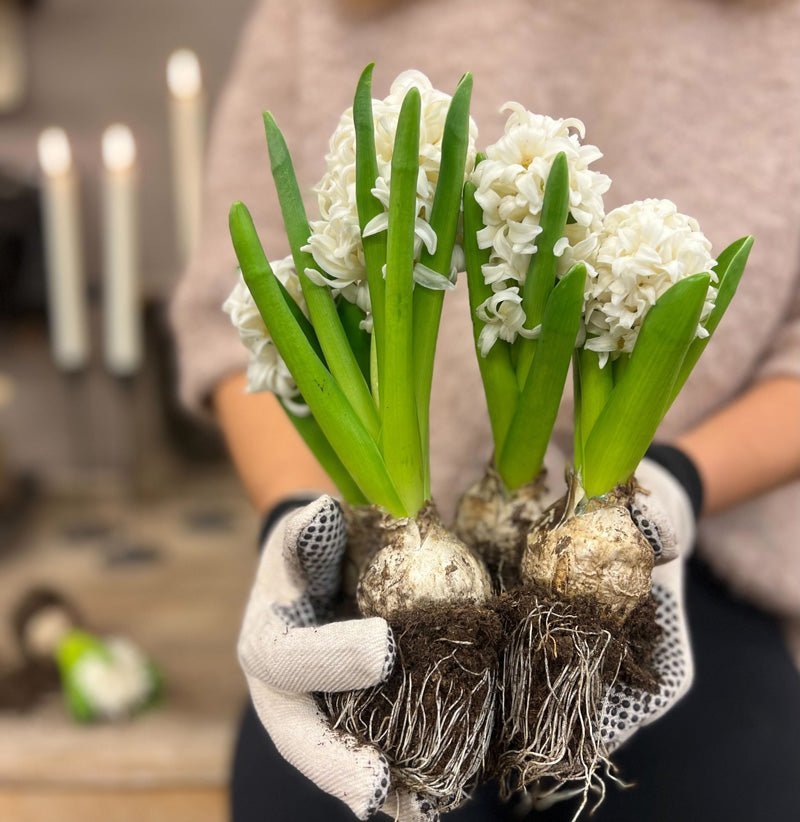 Lovely Hyacinths and how to care for them