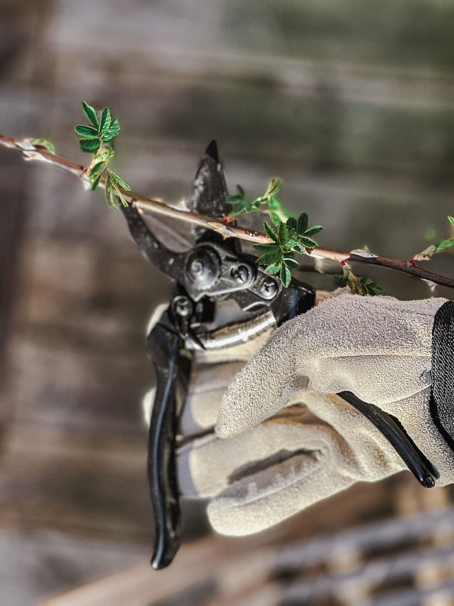 Secateurs Basic - High quality secateurs for precision cuts